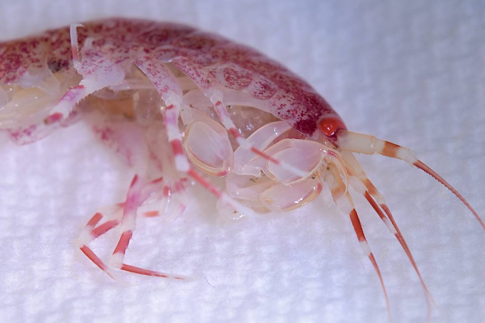 Arthropodes | IQBIO