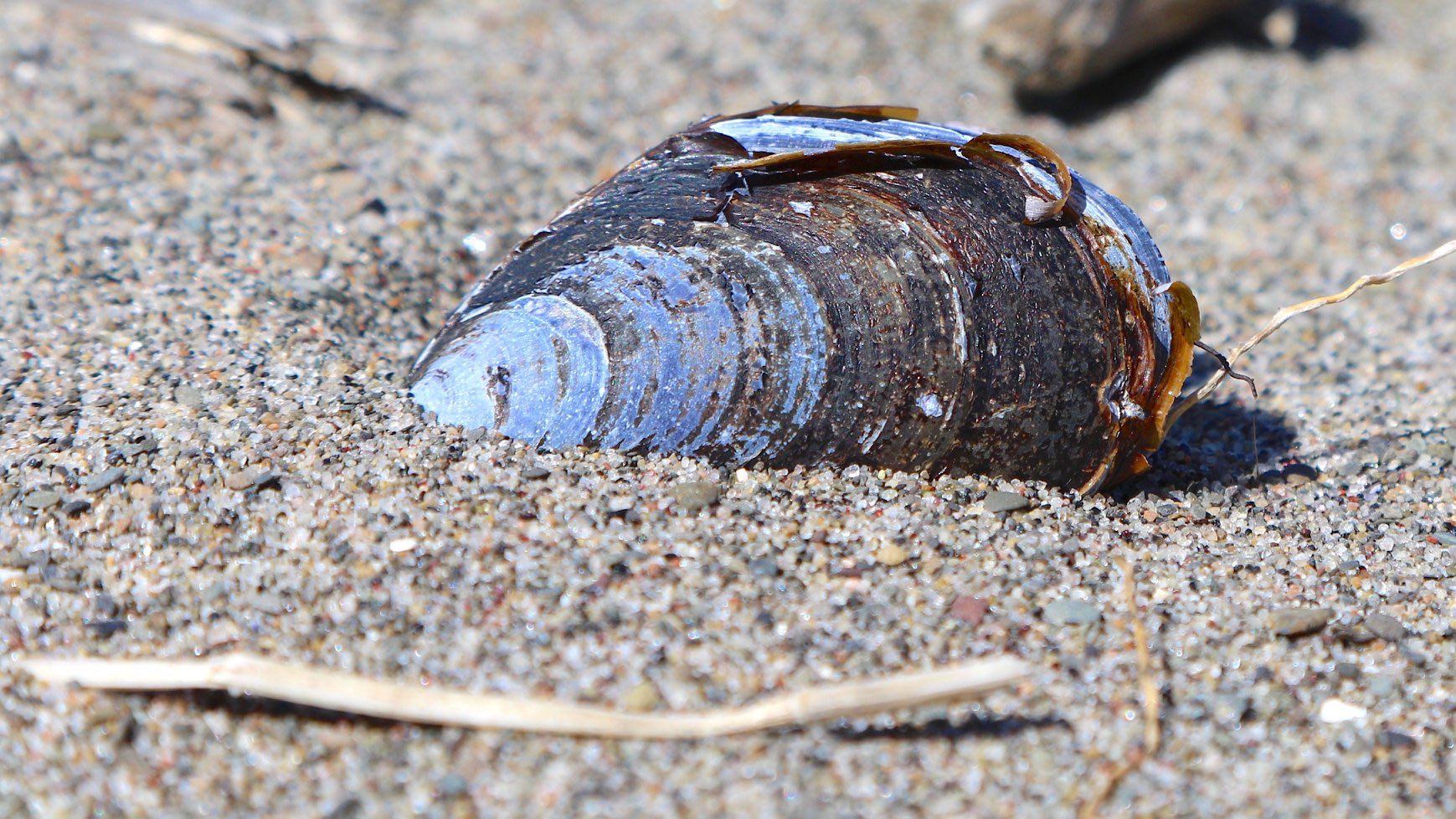 Mollusques | IQBIO