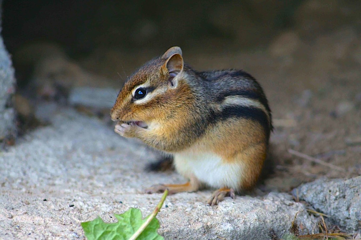 Animalia | IQBIO
